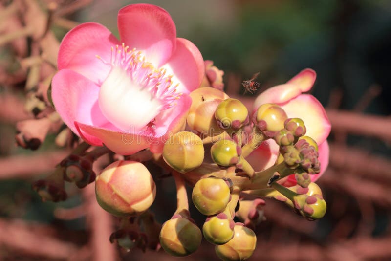 Flower of Sal Tree stock photo. Image of beautiful, buddhism - 54135698