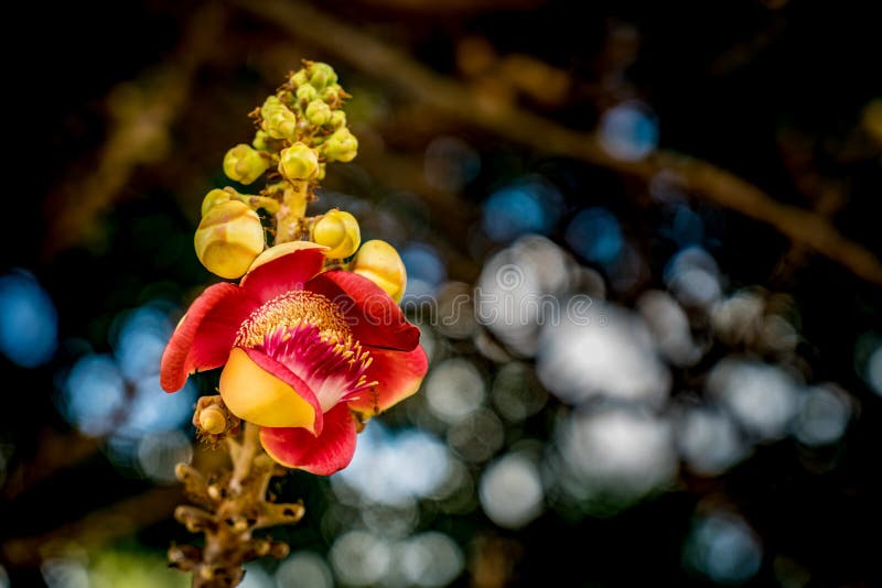Flower of sala tree stock photo. Image of cannon, east - 101737784
