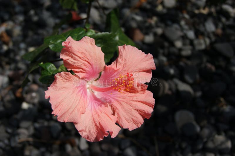 Hibiscus Salmon Color at Garden Stock Photo - Image of spain, southern ...