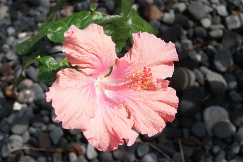 Salmon Hibiscus stock image. Image of phool, petal, plant - 105223591