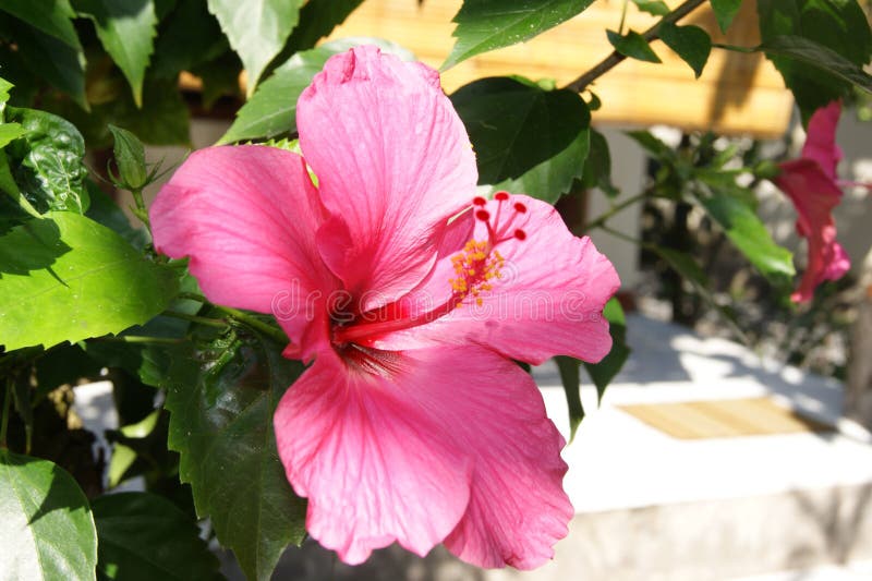 Salmon Hibiscus stock image. Image of phool, petal, plant - 105223591
