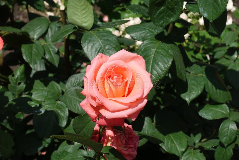 A Flower of Salmon Pink Rose Stock Photo - Image of blossom, branch ...