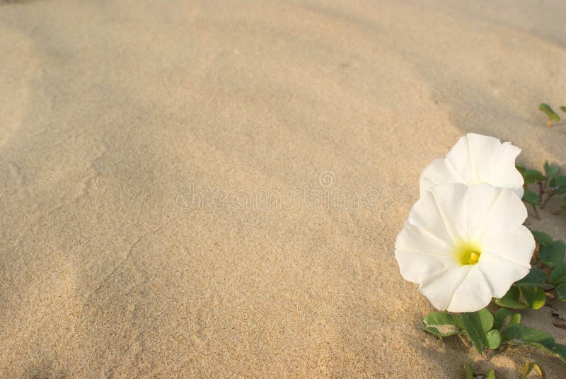 Shells in beach sand stock photo. Image of flower, scenic - 4029196