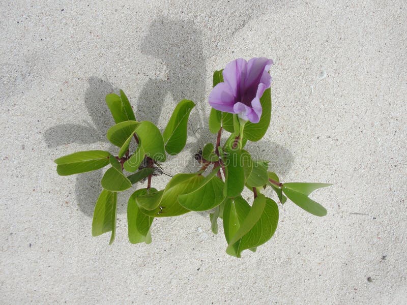 Flower in sand stock photo. Image of flore, planta, native - 236899232