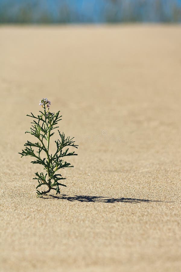 Flower in the sand stock image. Image of calmness, force - 50283111