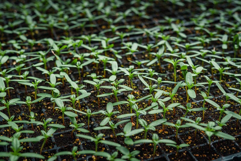 Flower Seedlings in the Greenhouse Stock Image - Image of sprout ...