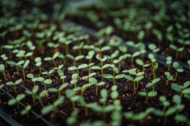 Flower Seedlings in the Greenhouse Stock Image - Image of closeup ...