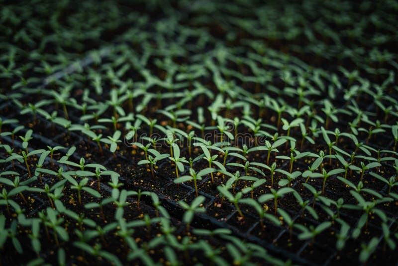 Flower Seedlings in the Greenhouse Stock Image - Image of spring ...