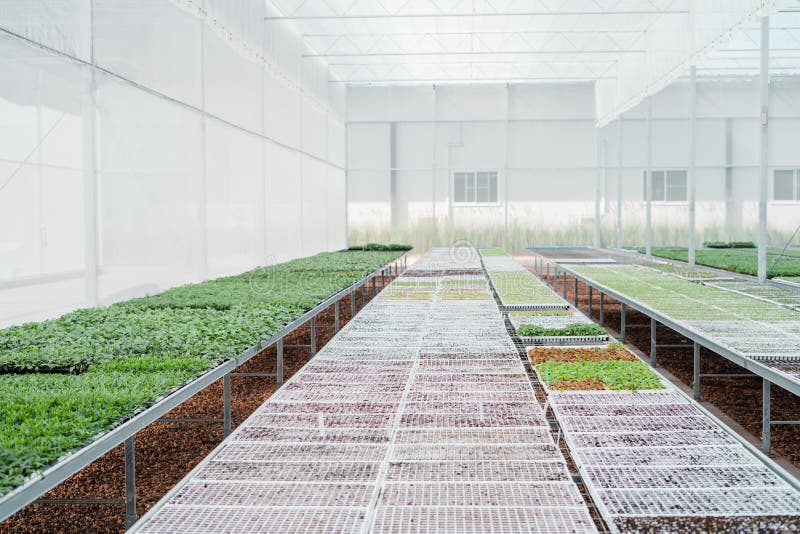 Flower Seedlings in the Greenhouse Stock Image - Image of transplanting ...