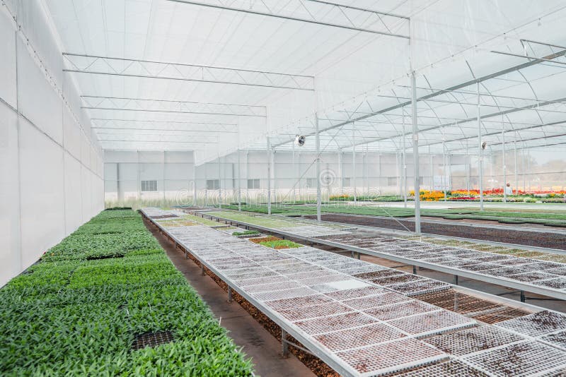 Flower Seedlings in the Greenhouse Stock Image - Image of spring ...