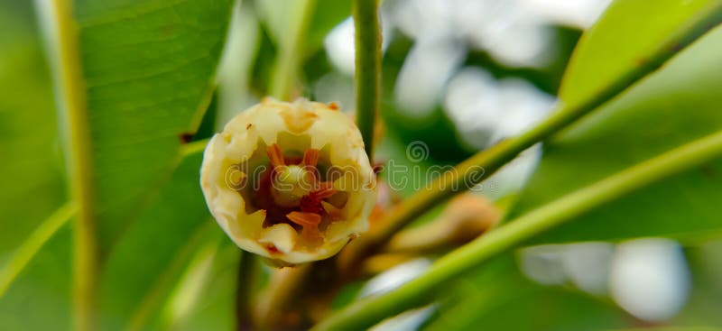 Sapodilla flower stock photo. Image of evergreen, nutrition - 166905542