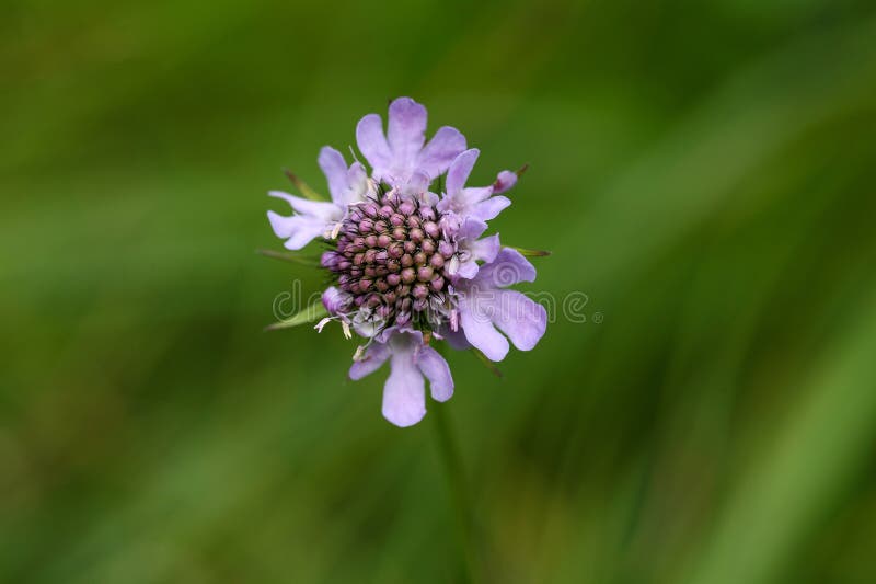 Flower of a Scabiosa Lucida Stock Photo - Image of herbaceous, nature ...