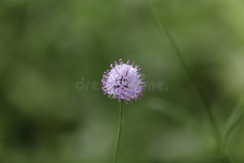 Flower of the Scabious Plant Succisa Inflexa Stock Image - Image of ...