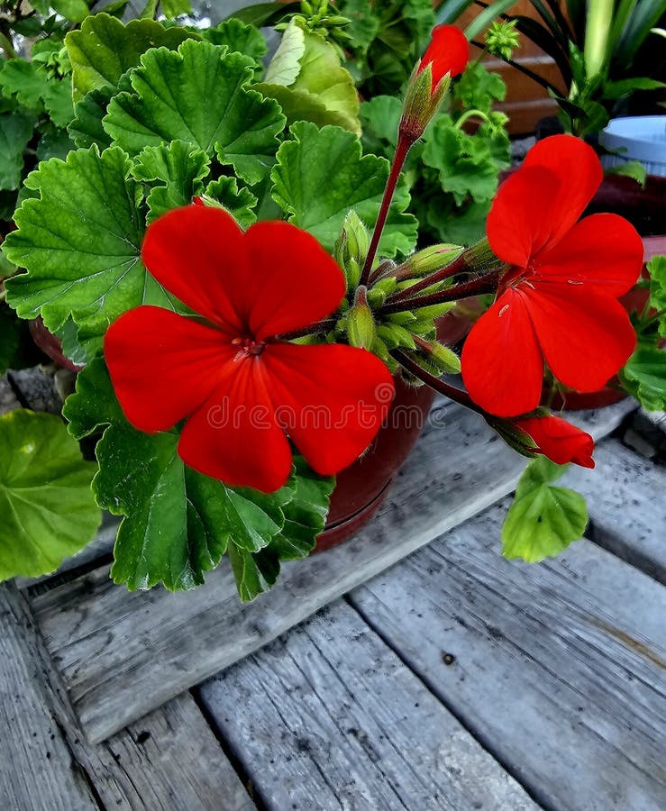 Flower of a Scarlet Geranium Pelargonium Inquinans Stock Image - Image ...