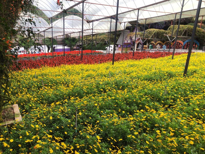 Flower stock image. Image of cameron, flower, shot, location - 208864405