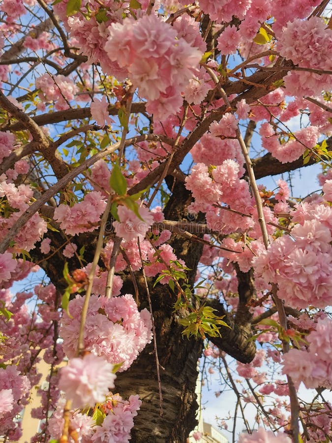 Flower scent perspective stock image. Image of perspective - 237929269