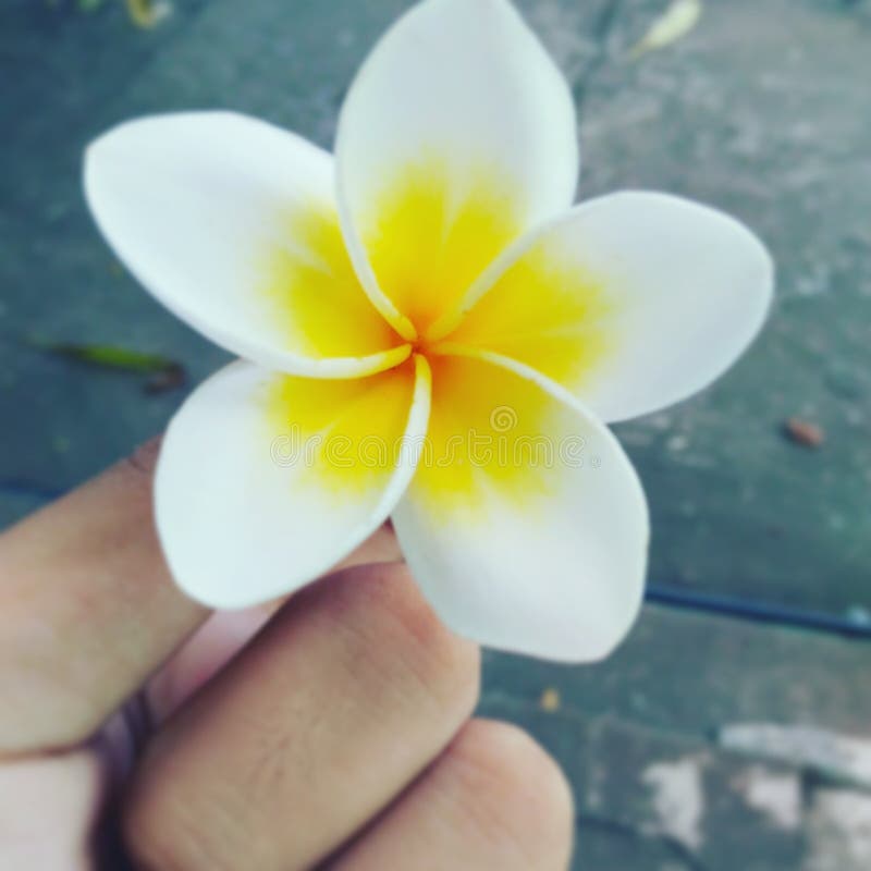 Flower from School stock photo. Image of bicol, white - 91789974