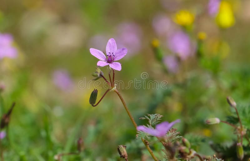 Common storksbill stock photo. Image of pastures, storksbill - 273340538