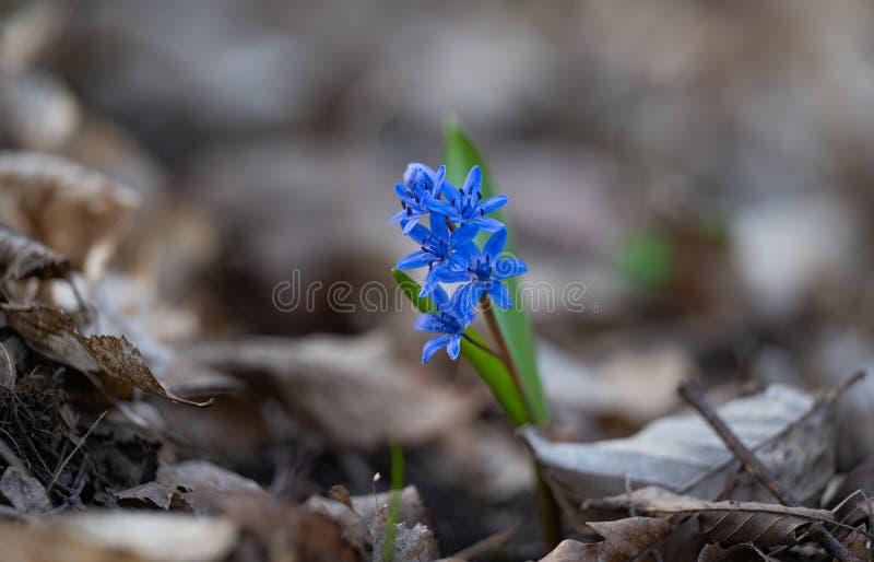 Flower Scilla Growing in the Forest Stock Image - Image of botany ...