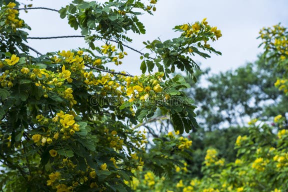 Flower of Scrambled Egg Tree Stock Photo - Image of flower, herbal ...
