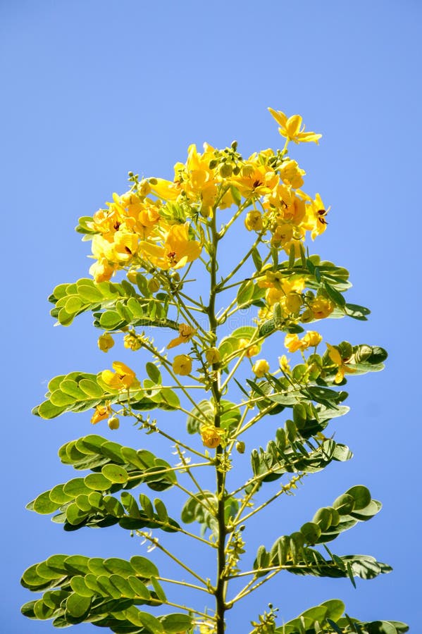 Flower of Scrambled Egg Tree Stock Photo - Image of flower, herbal ...
