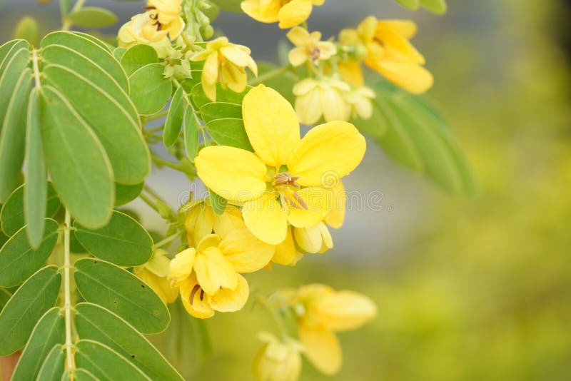 Flower of Scrambled Egg Tree Stock Image - Image of natural, garden ...