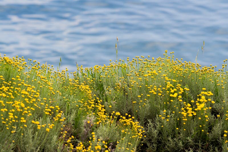 Flower and the sea stock image. Image of decoration, paving - 25105779