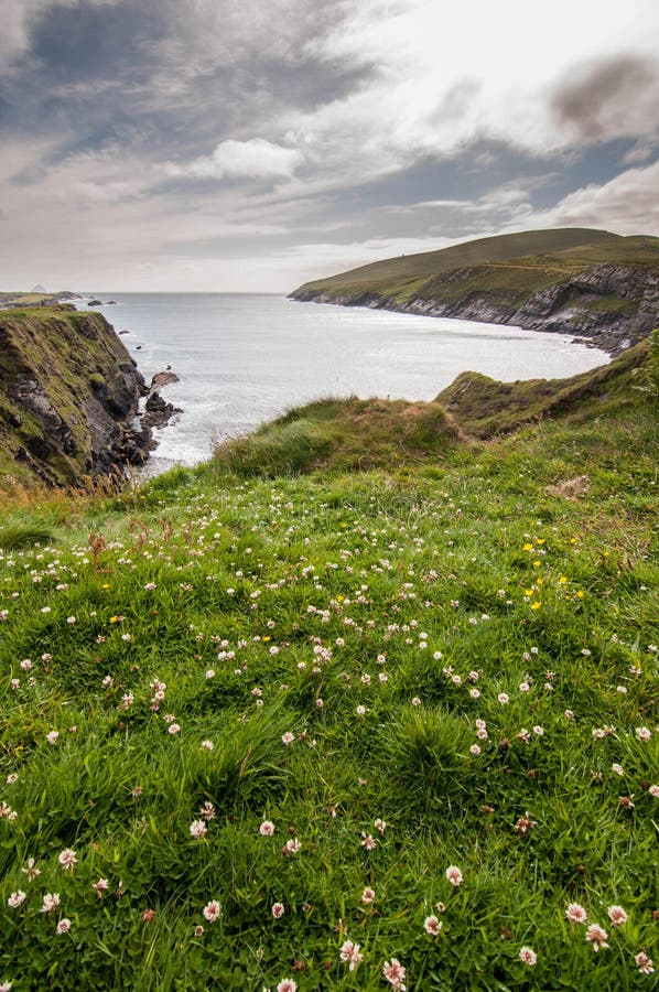 Flower on the Sea stock image. Image of flower, clouds - 51402305