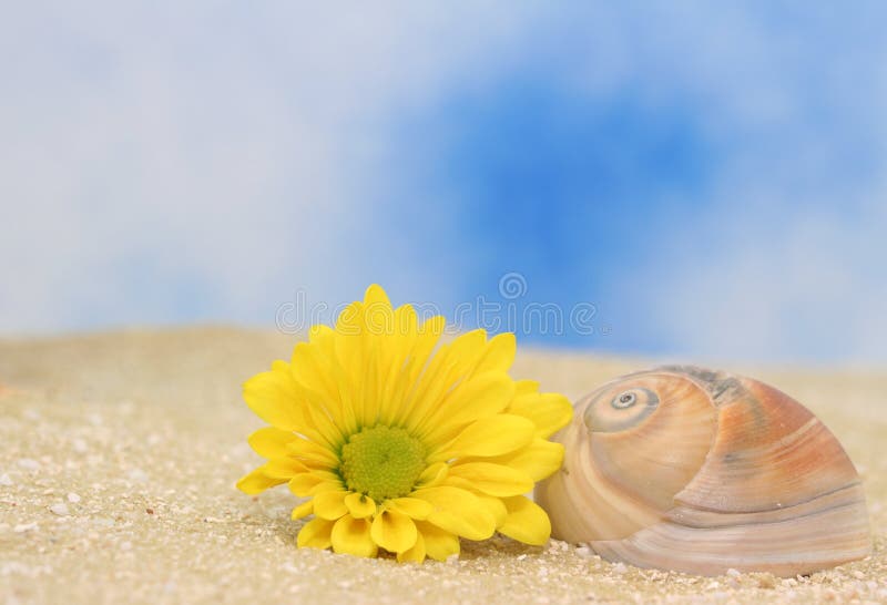 Island beach with shell stock photo. Image of swim, easy - 2546706