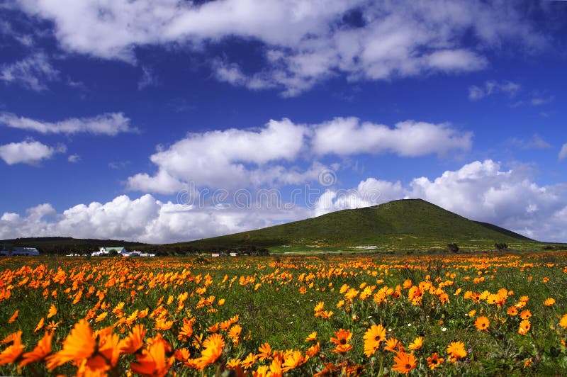 Flower Season stock image. Image of farm, green, blue - 1066307