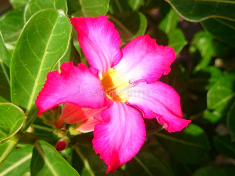 Flower stock image. Image of flower, beautiful, nice - 44782873