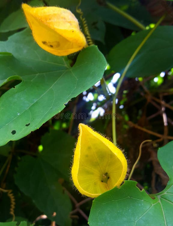 Flower stock photo. Image of thailand, shaba, flower - 90852588