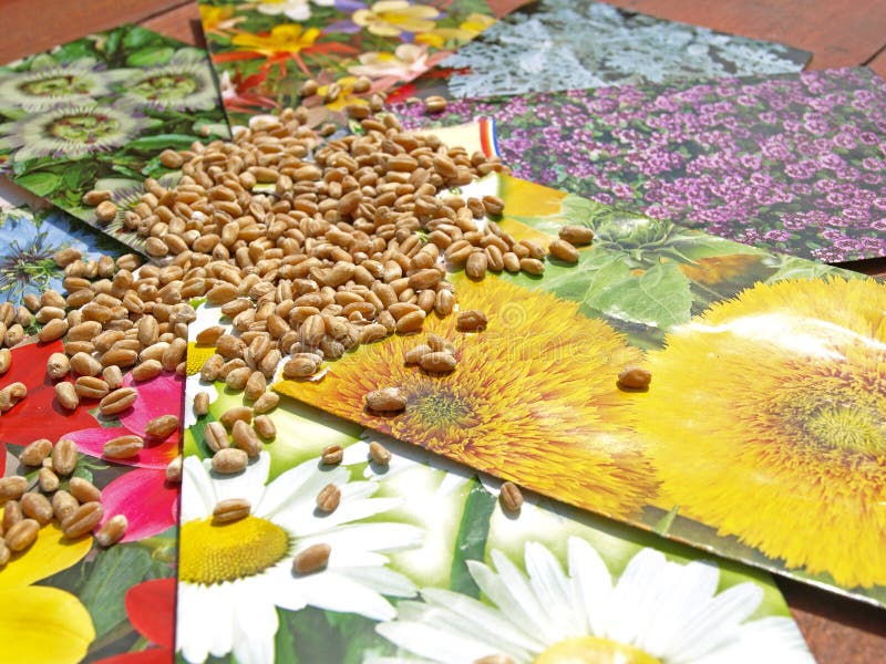 Flower seed mix stock image. Image of flower, planted - 23593811