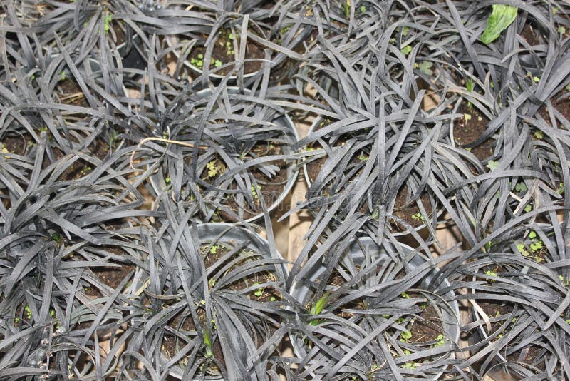 Flower Seedbed stock photo. Image of scrap, flora, seedbed - 26631968