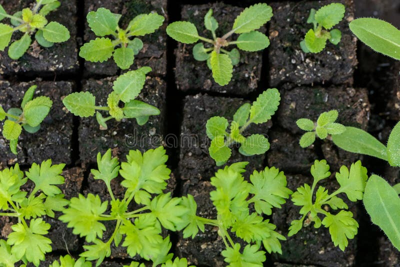 Flower Seedlings Growing in Soil Blocks. Soil Blocking Relies on ...