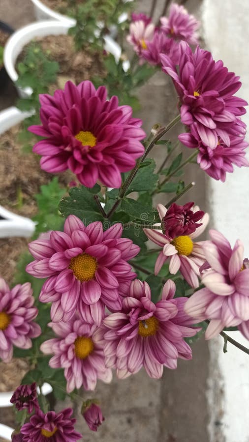 Flower seen from above stock photo. Image of flower - 204006834