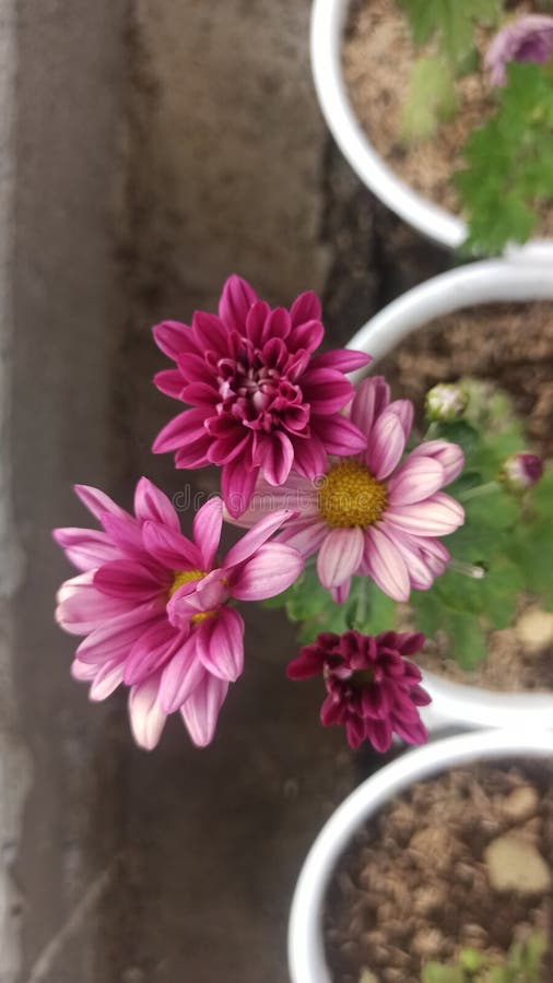 Flower seen from above stock photo. Image of herb, daisy - 204006904