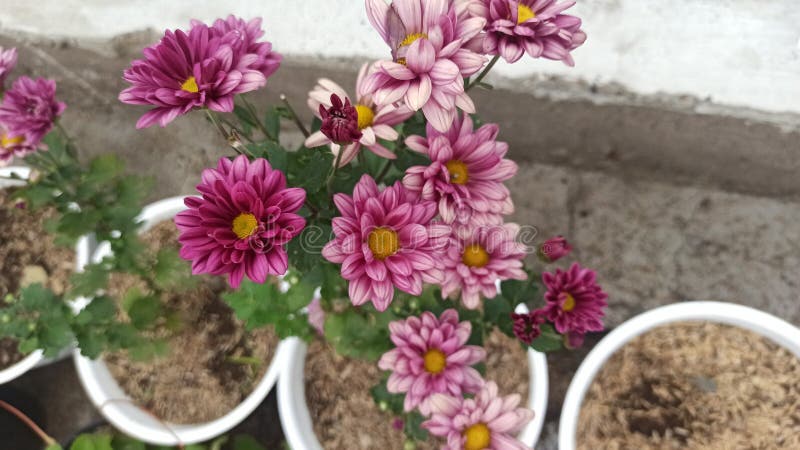 Flower seen from above stock image. Image of flora, outdoors - 204006821