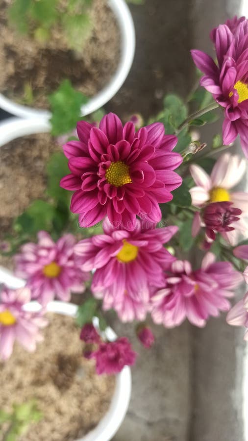 Flower seen from above stock image. Image of flower - 204006929