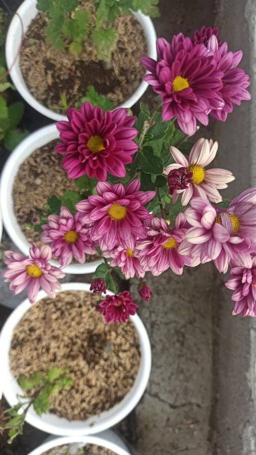 Flower seen from high view stock image. Image of lavender - 204006949