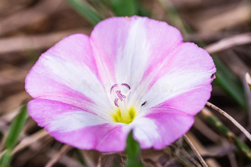 Flower selection stock image. Image of flower, closeup - 191676411