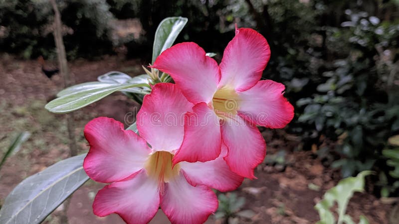 Flower Semboja in Indonesia Stock Photo - Image of produce, shrub ...