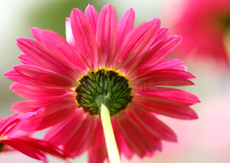 Flower Series stock photo. Image of birthday, blossoms - 2088372