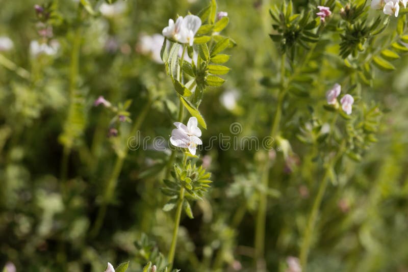 Flower of a Serradella, Ornithopus Sativus Stock Image - Image of leaf ...