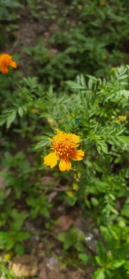 Flower Serune Yellow Color Beautiful Stock Photo - Image of beut ...