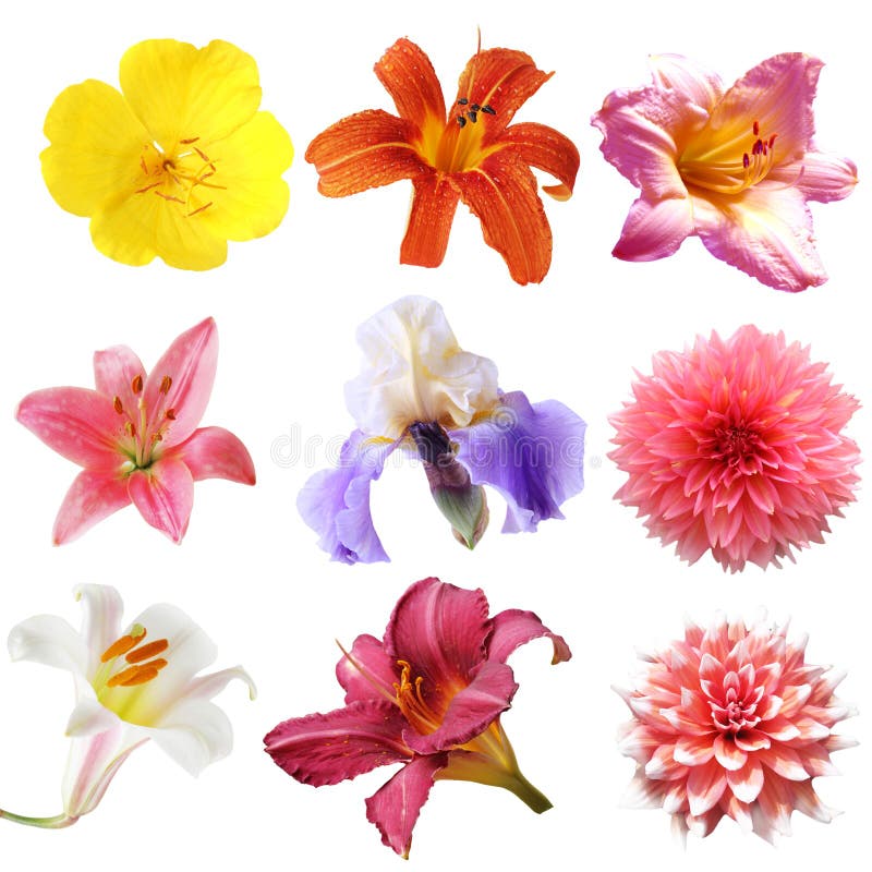 Flower set stock image. Image of pink, lily, daylily, isolated - 5758033