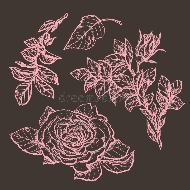 Flower Set Highly Detailed Hand Drawn Roses. Stock Vector ...