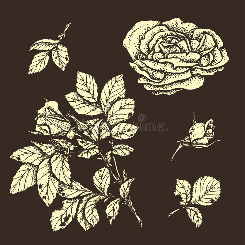 Flower Set Highly Detailed Hand Drawn Roses. Stock Vector ...