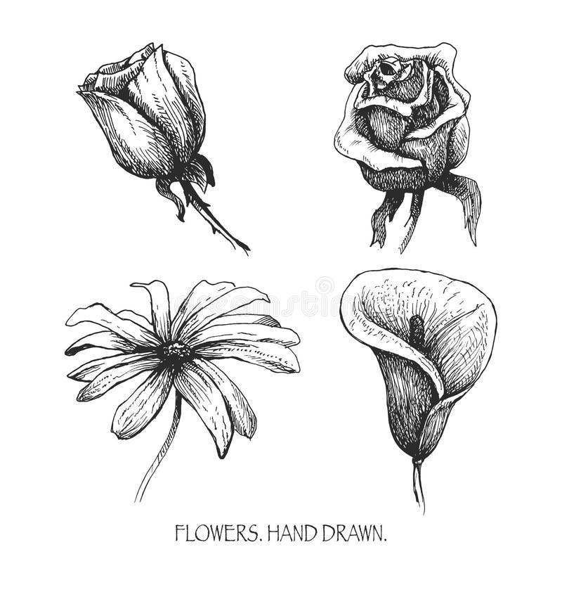 Flower Set: Highly Detailed Hand Drawn Vector. Stock Vector ...