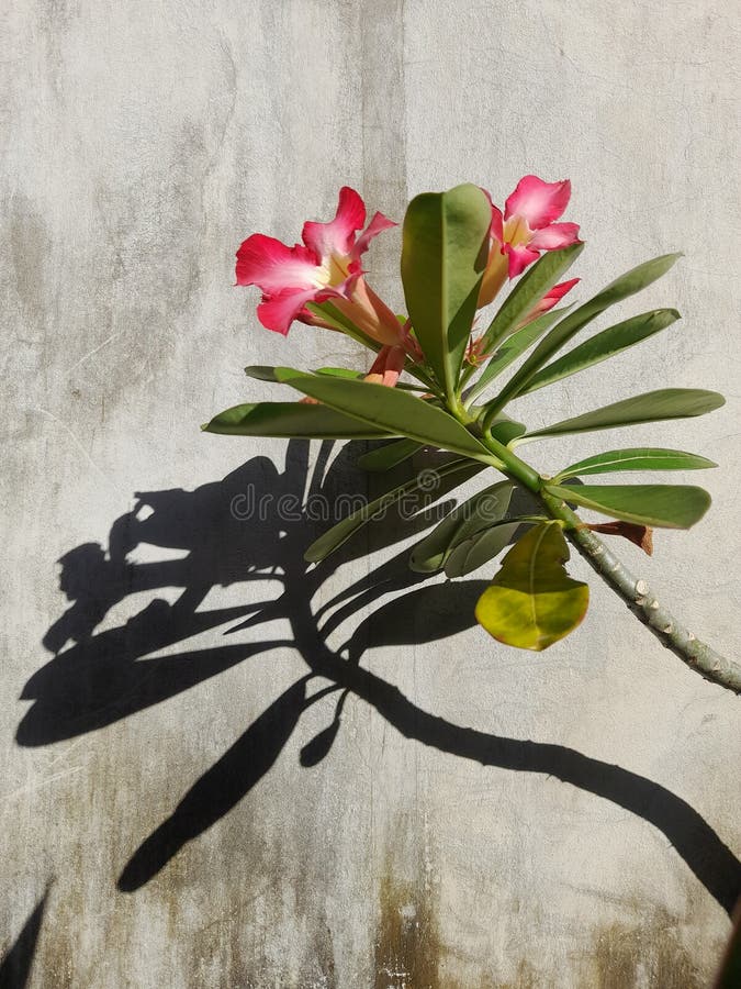 Flower and shadow stock image. Image of fhotos, capture - 261607553